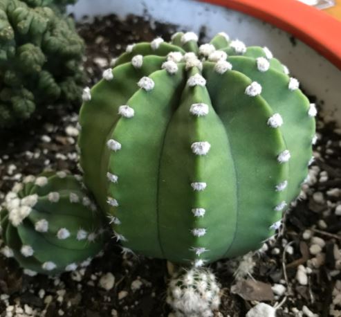 Domino Cactus gids: hoe te groeien en te verzorgen voor Echinopsis ...
