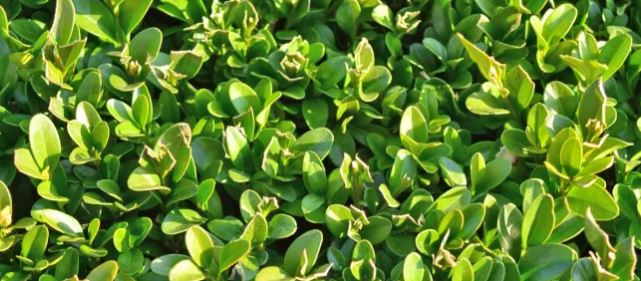 Hagen snoeien: tips voor een dichte plantengroei - Agri World