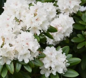 Groenblijvende struiken met witte bloemen - Agri World