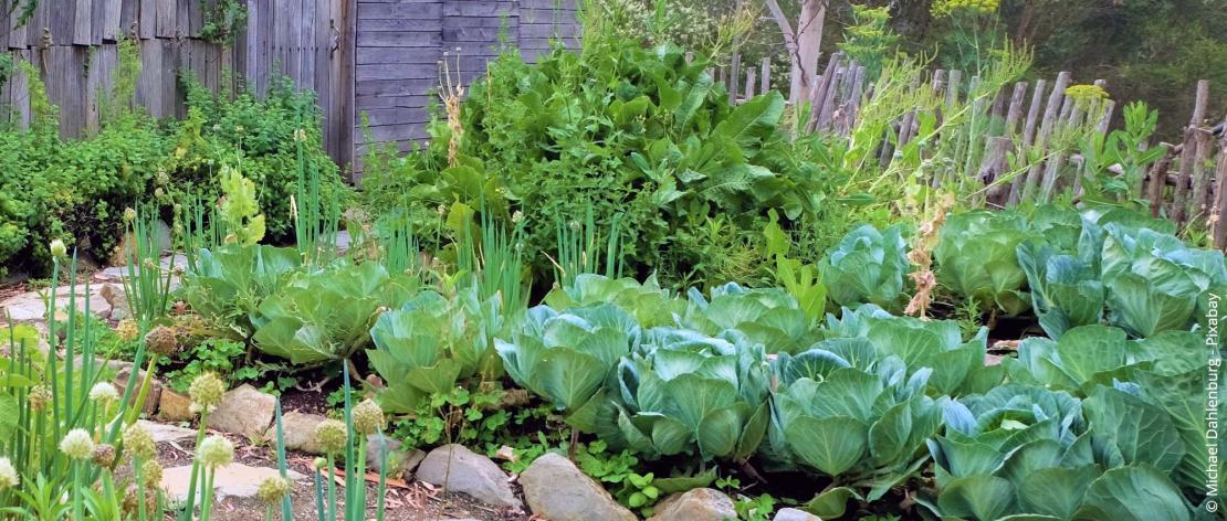 Een moestuin aanleggen op de juiste manier: Van planning tot oogst ...