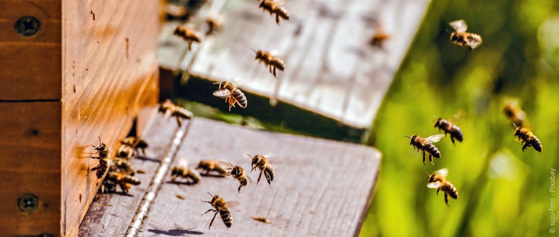 Honingbijen houden in de tuin: Tips voor hobbyimkers - Agri World