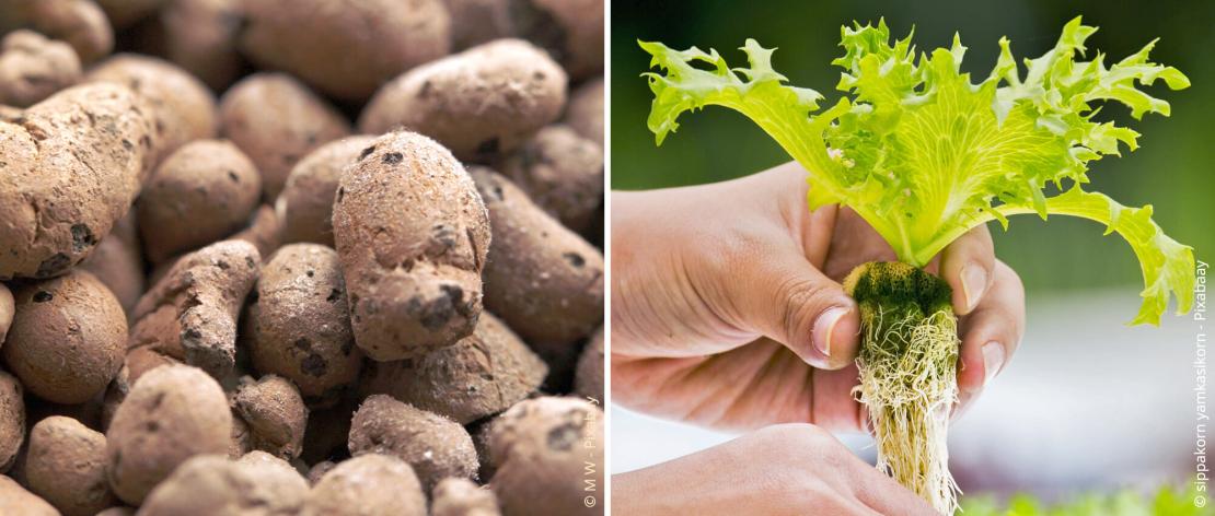 Binnenshuis tuinieren: kweken binnen je eigen vier muren - Agri World