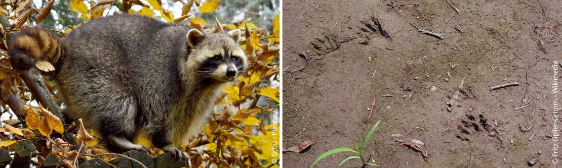 Wasberen in de tuin - herkennen en verjagen - Agri World
