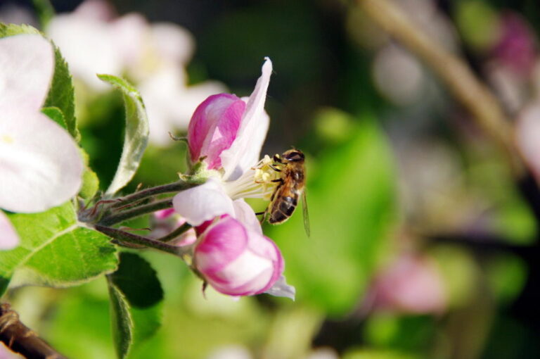 Insectvriendelijke vaste planten & struiken: Inheemse houtachtige ...