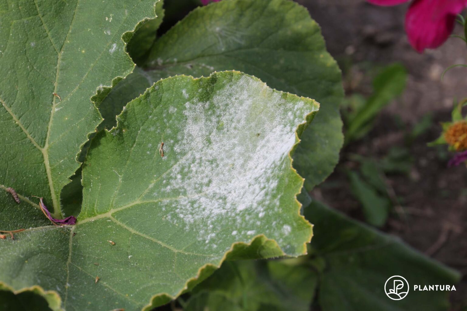 Botrytis: opsporen, voorkomen en bestrijden van grauwe schimmel - Agri ...