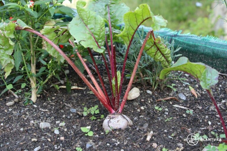Bonen planten: Instructies voor het kweken van bonen - Agri World