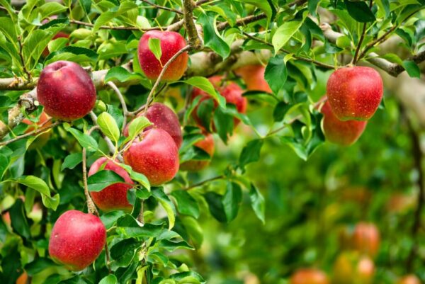 Ananas: Alles over teelt, verzorging en oogst - Agri World