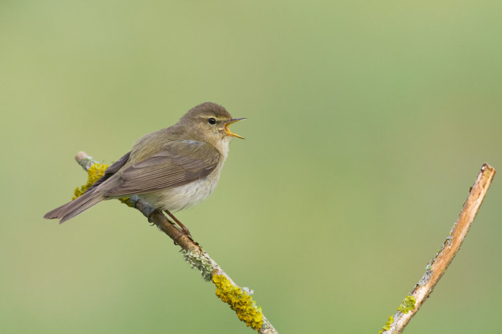 Tjiftjaf Habitat Nest Voorkomen Van De Wilgenmus In Het Profiel