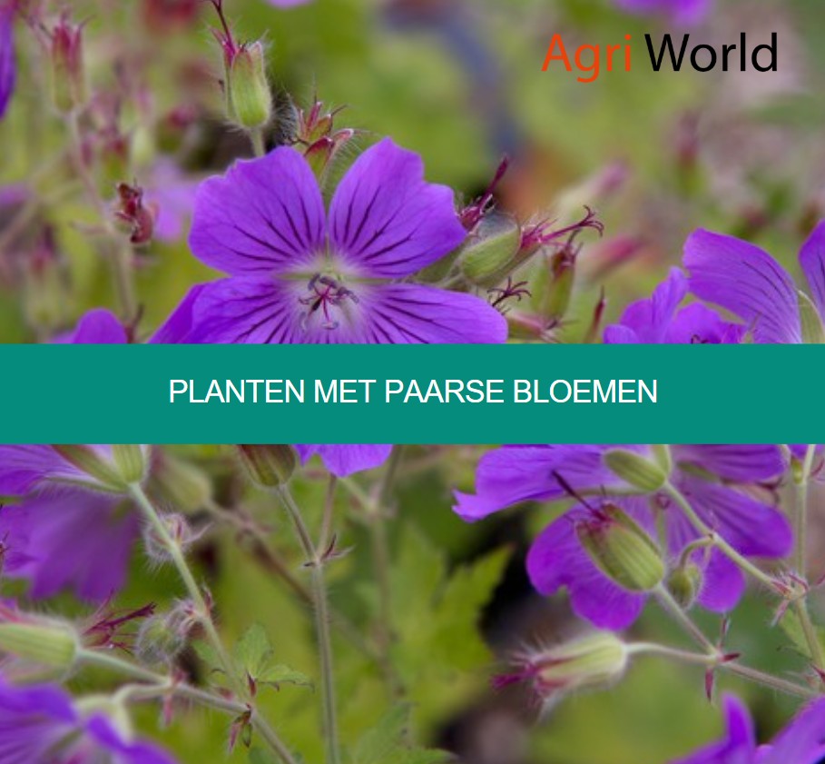 Planten met paarse bloemen: soorten, kenmerken & tips - Agri World