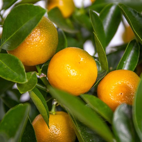 Calamondin: verzorging, overwintering & eetbaarheid van de citrusvrucht ...