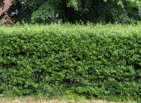Ligusterhaag kopen: kenmerken en verzorging - Agri World
