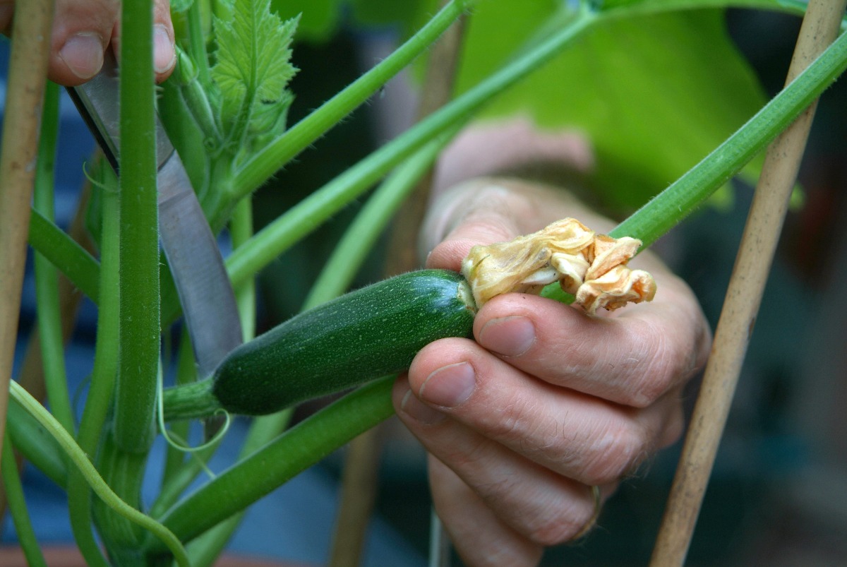 Dit is waarom je courgettes rotten aan de plant - Agri World