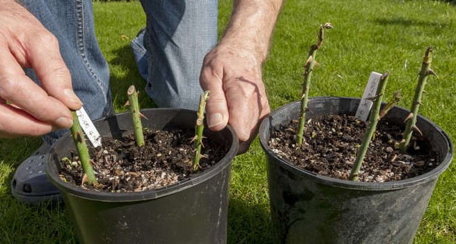 Sint-Janskruid: locatie, stekken en gebruik als geneeskrachtige plant ...