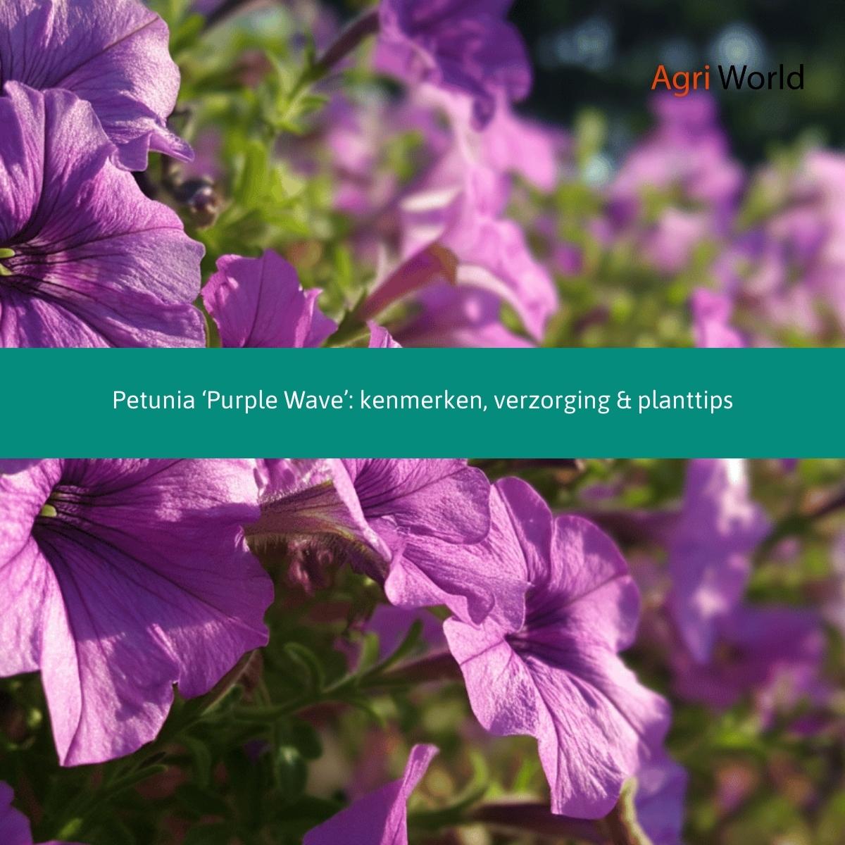Petunia ‘Purple Wave’: kenmerken, verzorging & planttips - Agri World