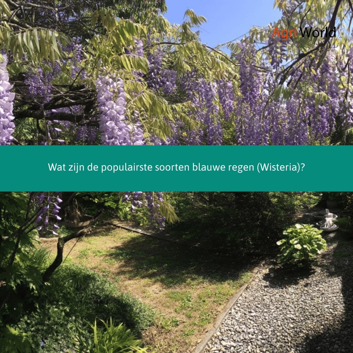 Blauwe regen (Wisteria): Soorten, verzorging & bloeitips - Agri World