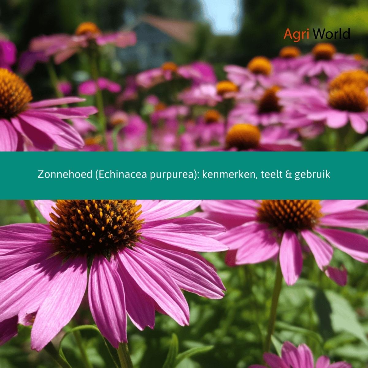 Zonnehoed (Echinacea purpurea): kenmerken, teelt & gebruik - Agri World